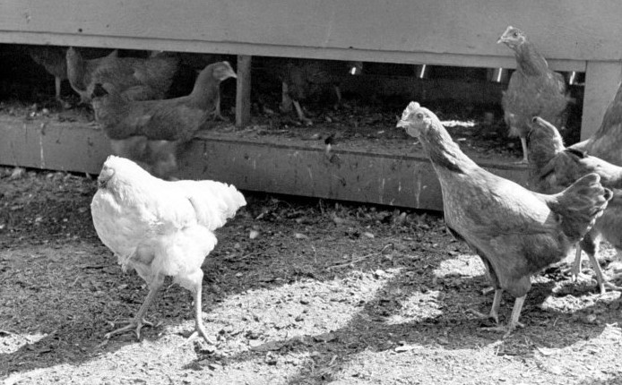 The golden goose and the headless chicken – MDJ